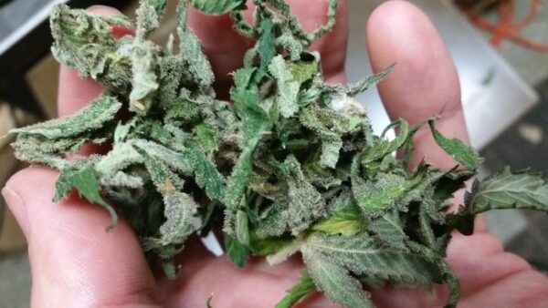 How to Make BHO Step by Step with TheCapn – The Dude Grows Show