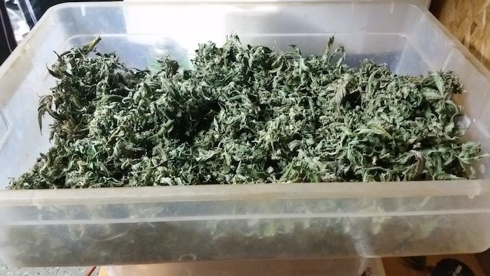 How to Make BHO Step by Step with TheCapn – The Dude Grows Show