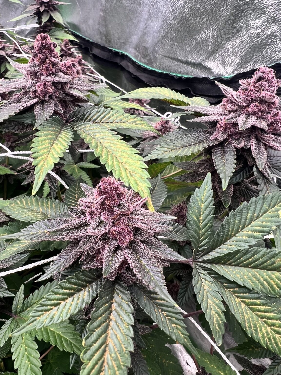 Super Buff Cherry breed by Growmorestressless – The Dude Grows Show