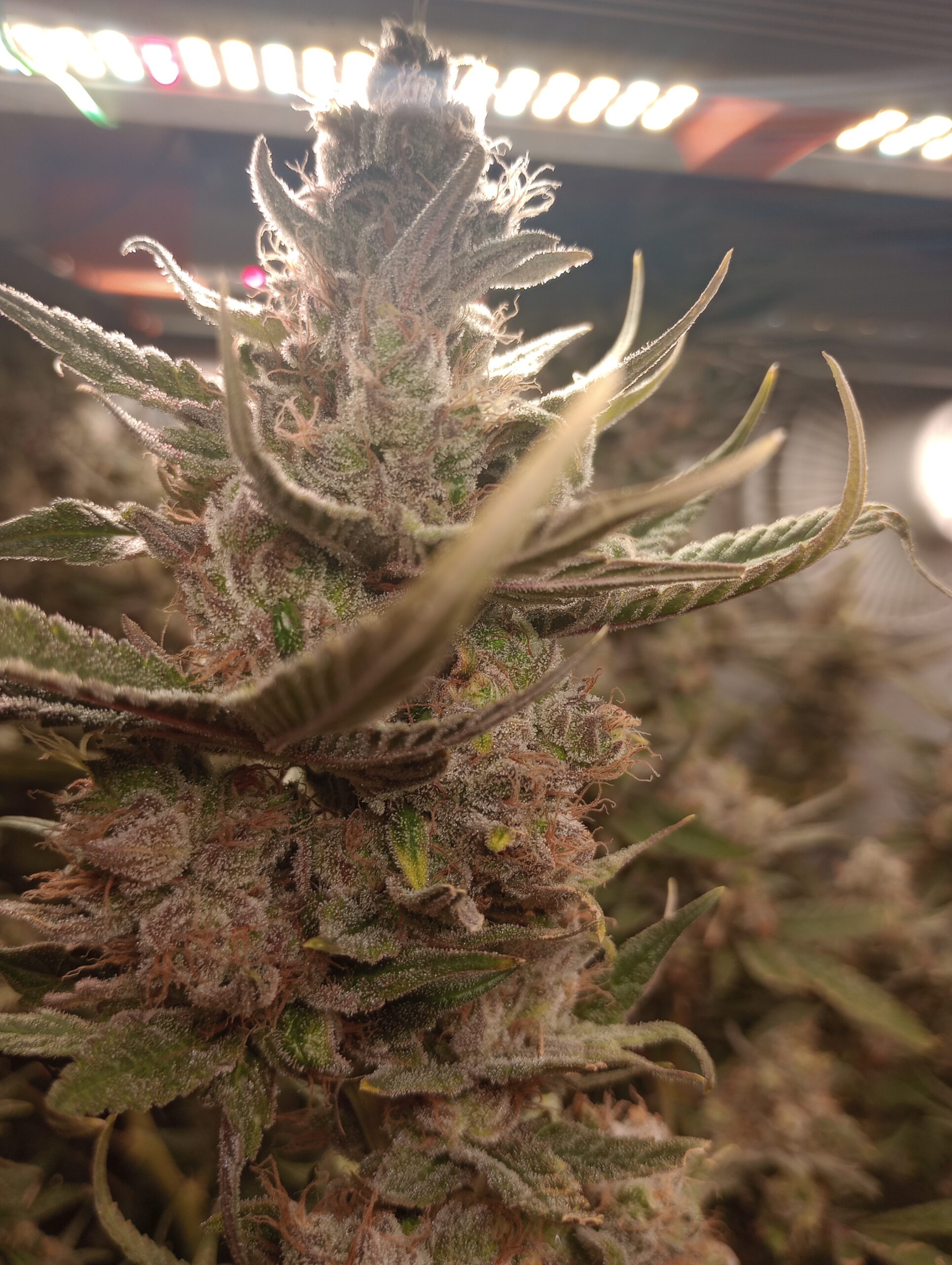 Bubble Goat (Irie) day 64 – The Dude Grows Show