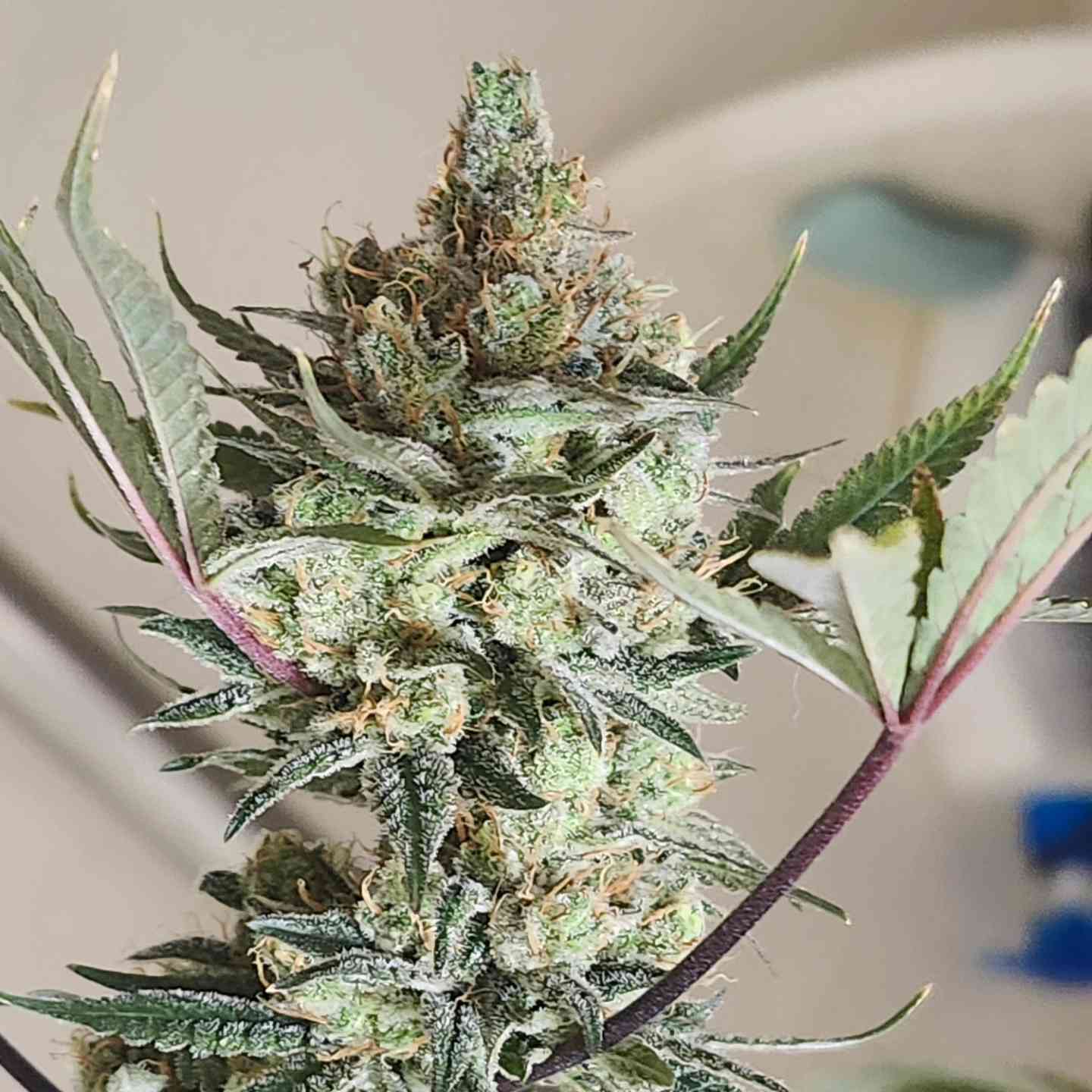 Garlic Goat (GMO x Golden Goat) Irie Genetics – The Dude Grows Show