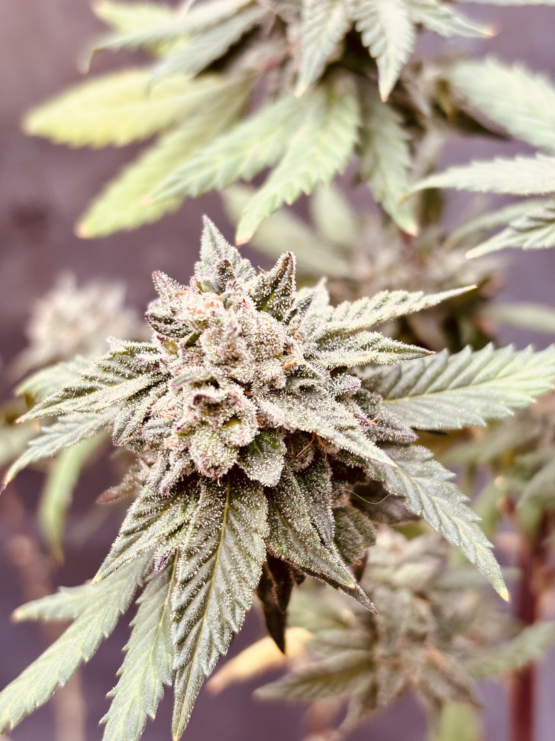 Gastro Pop (Compound Genetics) – The Dude Grows Show