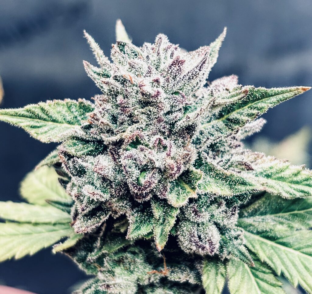 Gastro Pop (Compound Genetics) – The Dude Grows Show