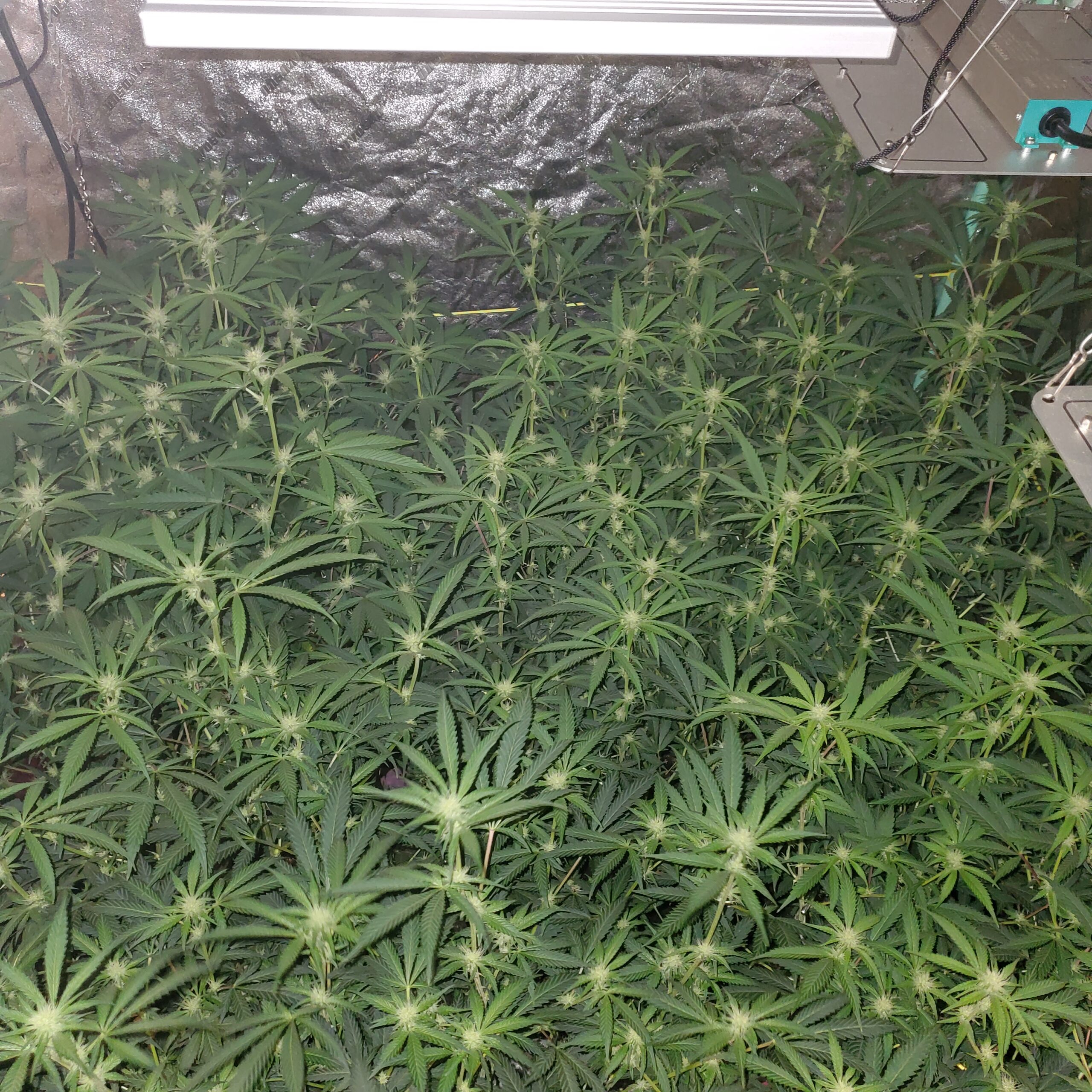 Week 2 flower – The Dude Grows Show
