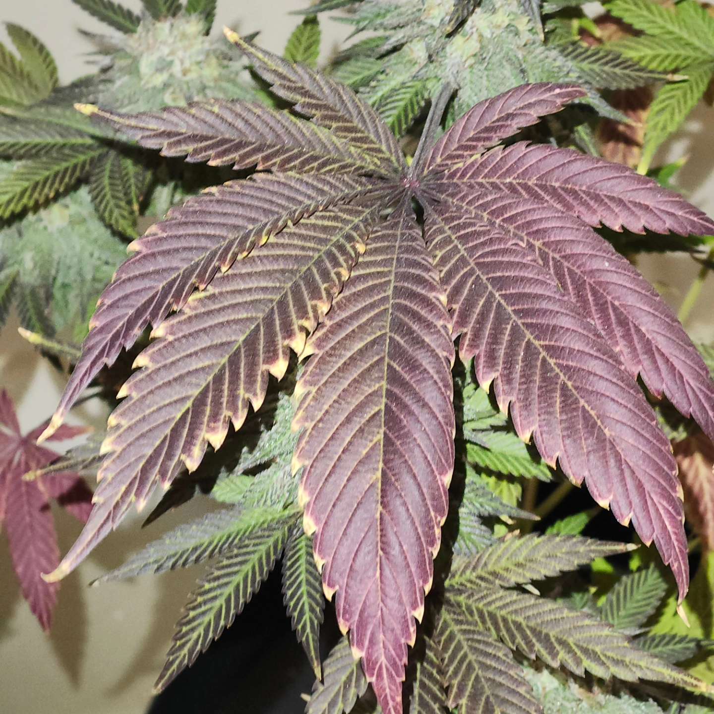 Slippery Susan #10 from Exotic Genetix – The Dude Grows Show