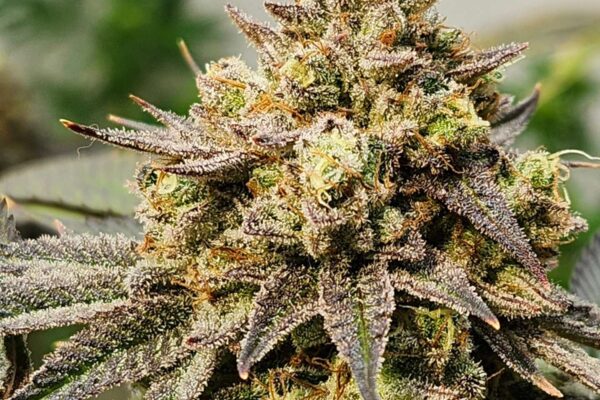 Lighting Upgrade – The Dude Grows Show