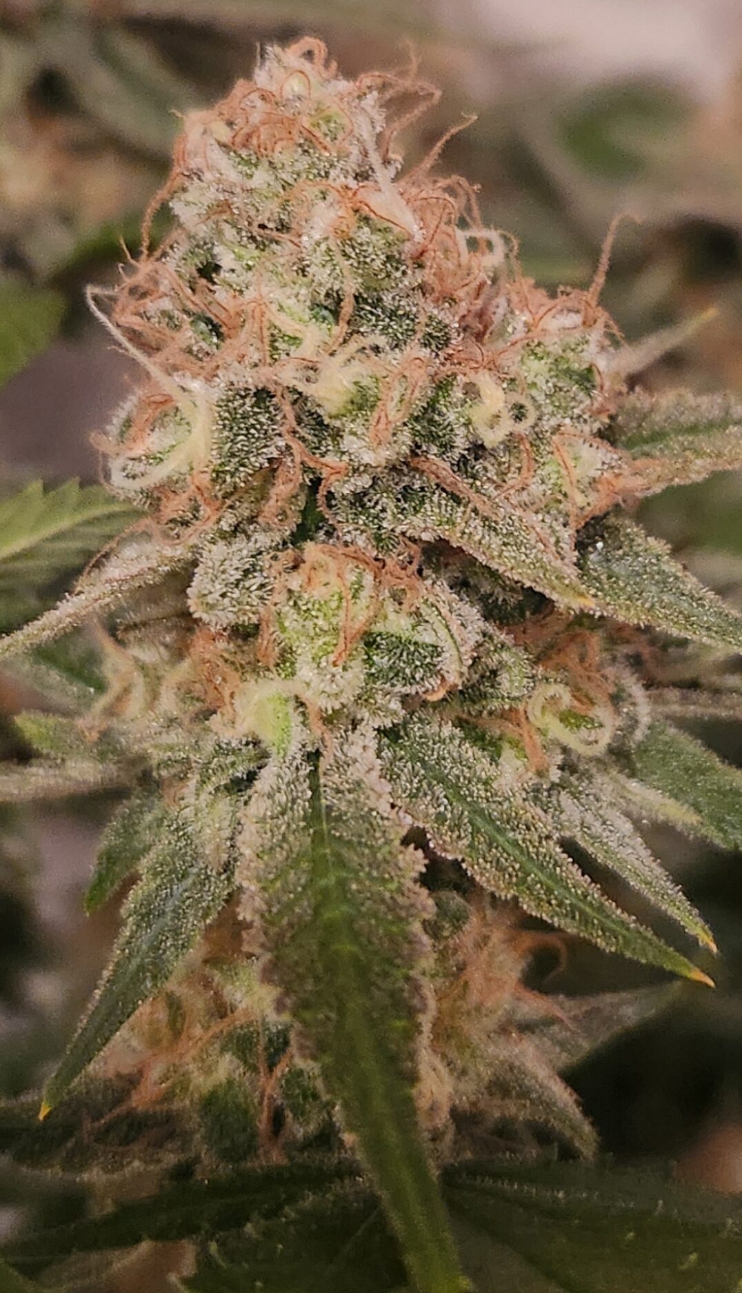 Dank Nugs – The Dude Grows Show